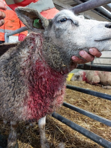 Appeal after sheep attacked | Cambridgeshire Constabulary