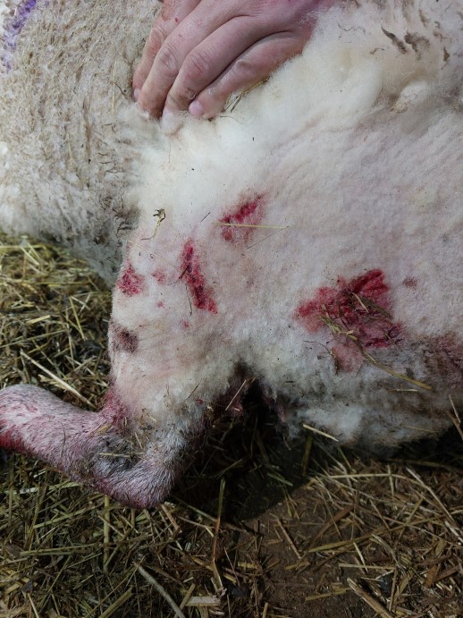 Appeal after sheep attacked | Cambridgeshire Constabulary